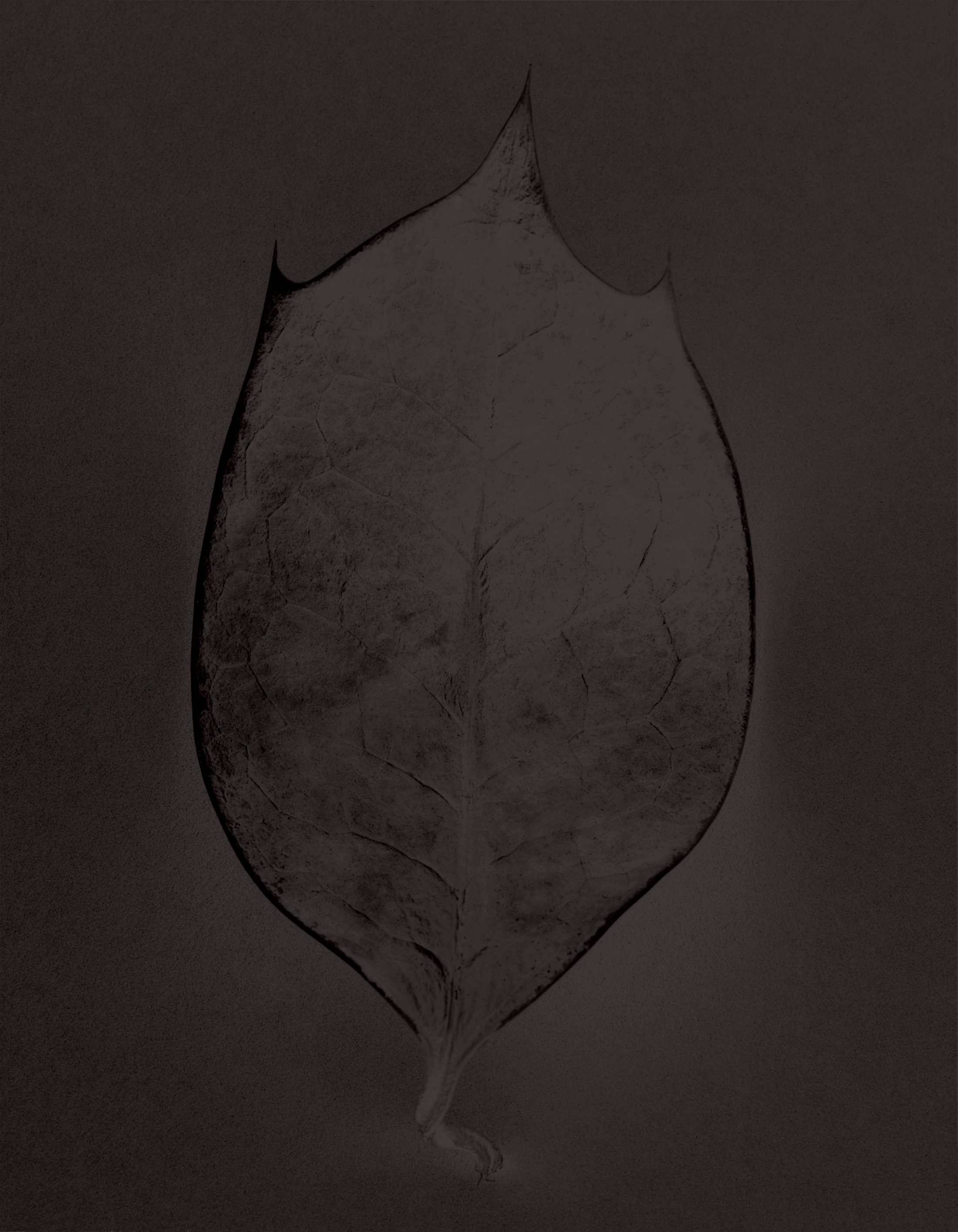 Fleur Olby – Fleur Olby