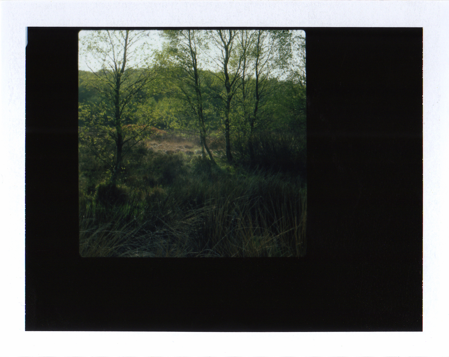 The Scape – Fleur Olby