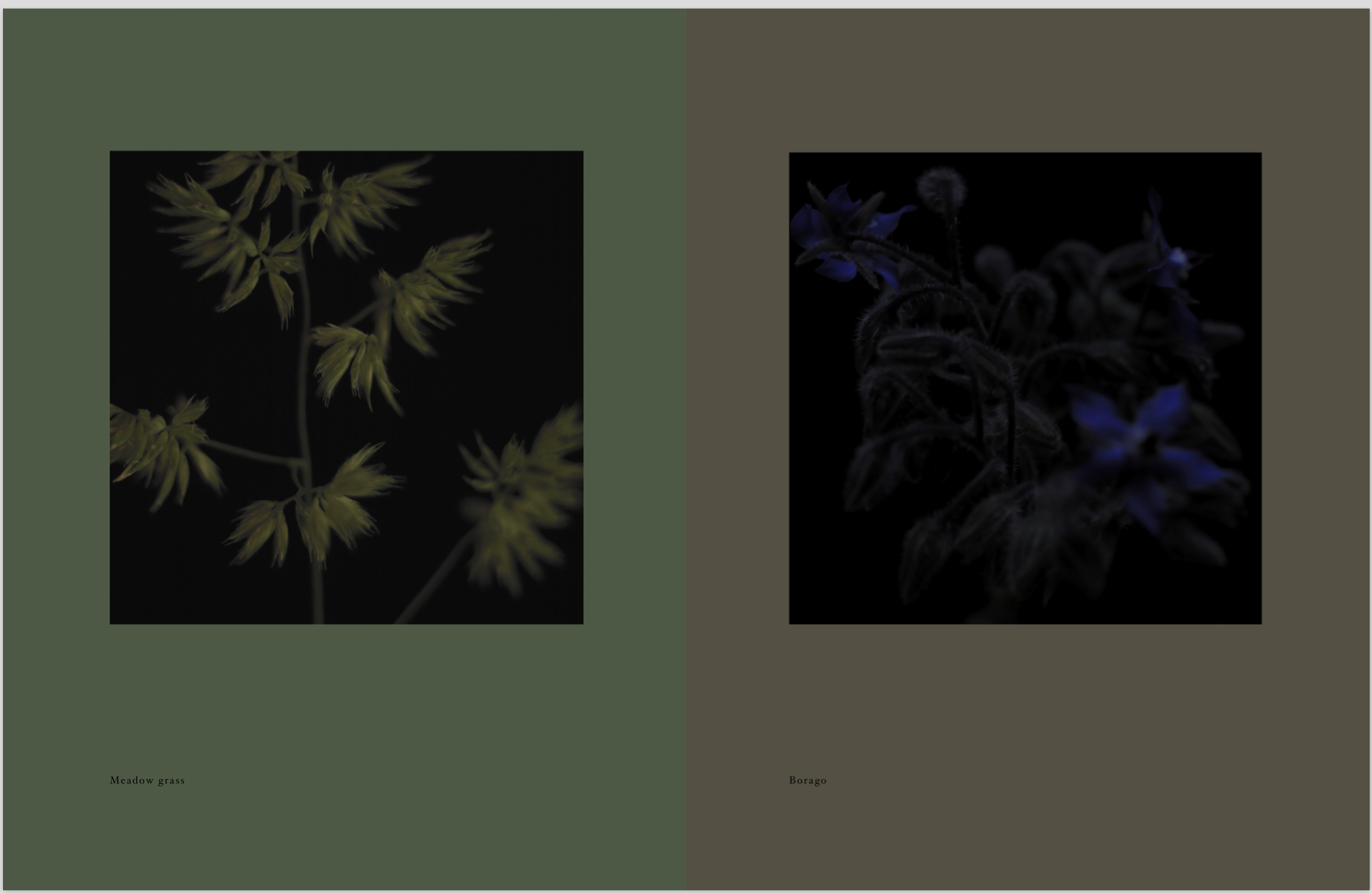 Velvet Black Editions – Fleur Olby