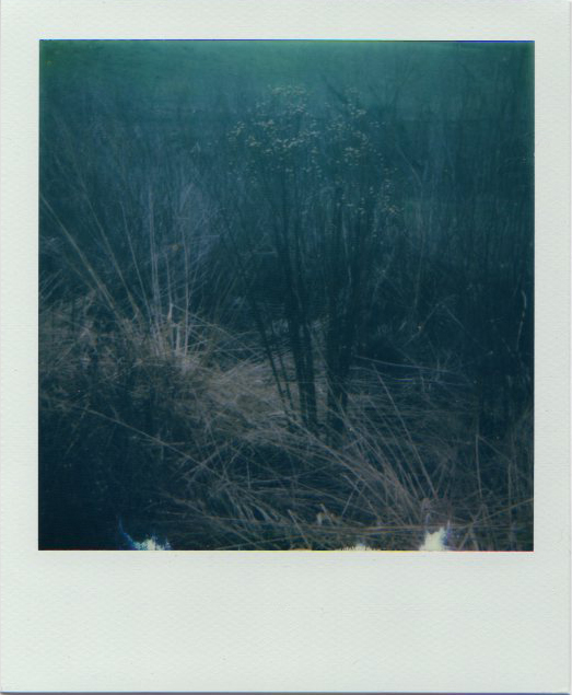 Fleur Olby – Fleur Olby