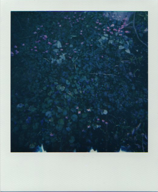 Fleur Olby – Fleur Olby