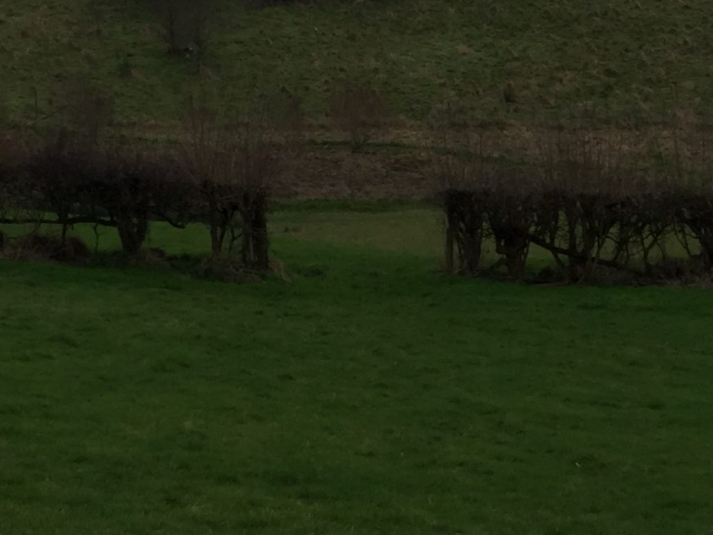 Fleur Olby – Fleur Olby