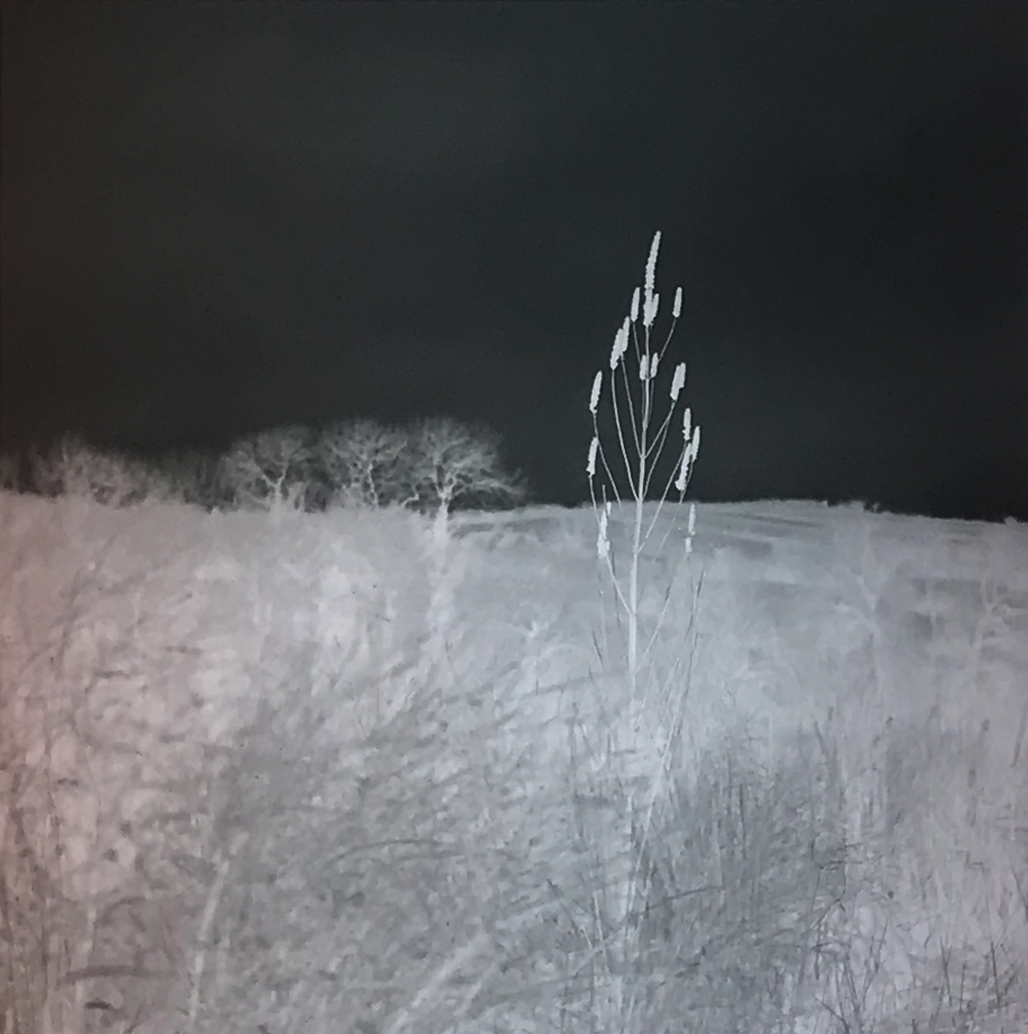 Fleur Olby – Fleur Olby